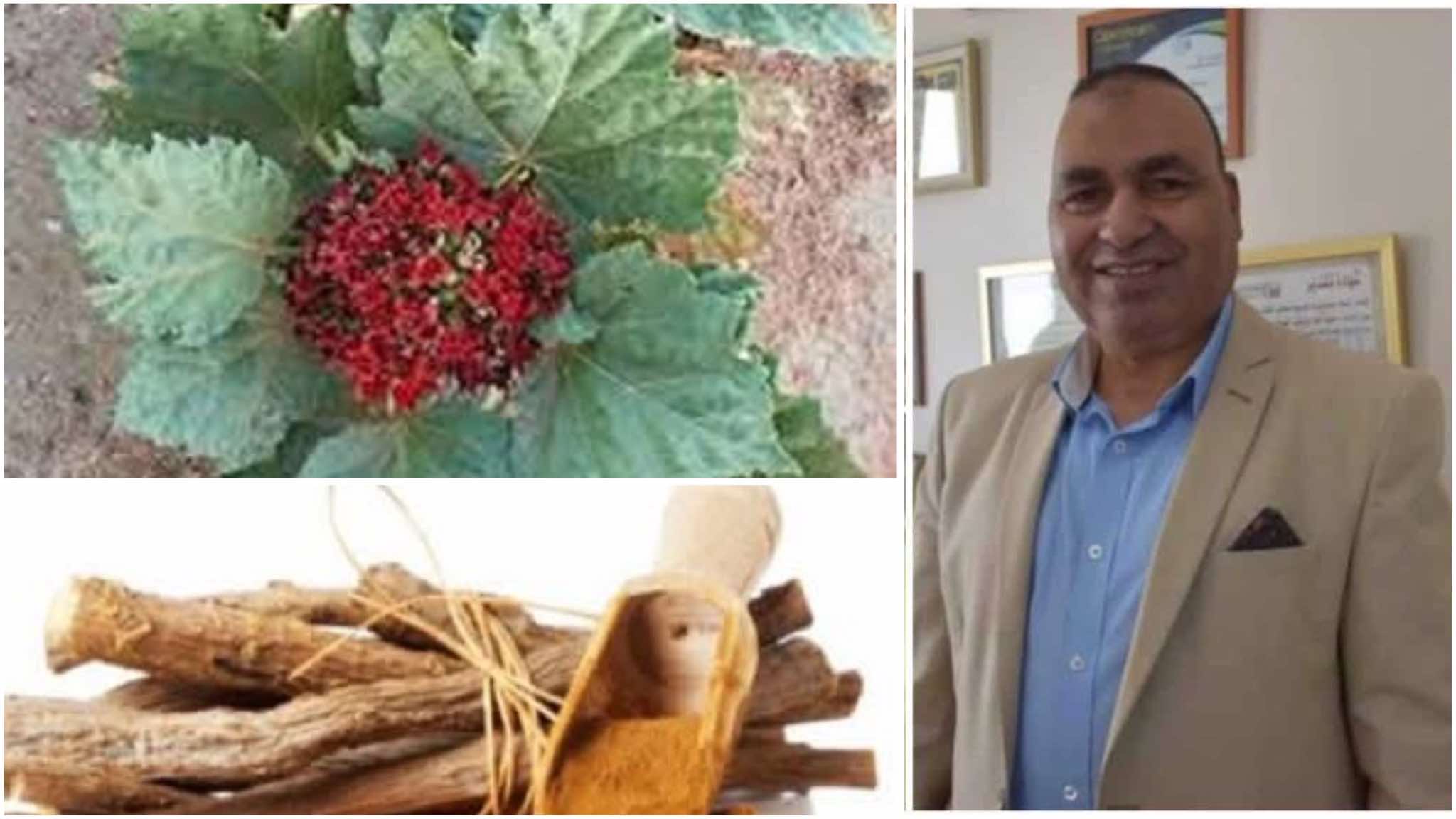 زراعة المُغات وفوائده | الفلاح اليوم